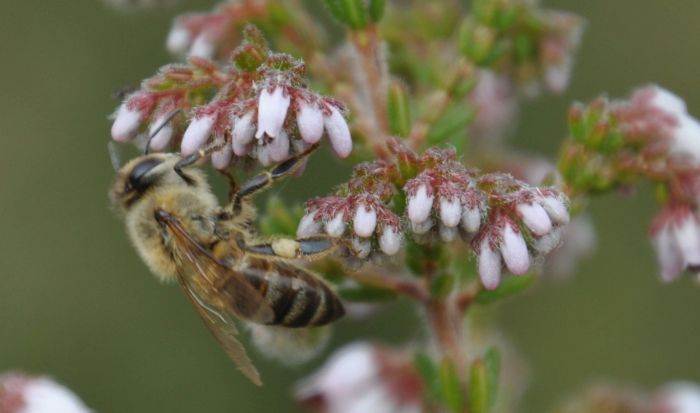 Erica ericoides | PlantZAfrica
